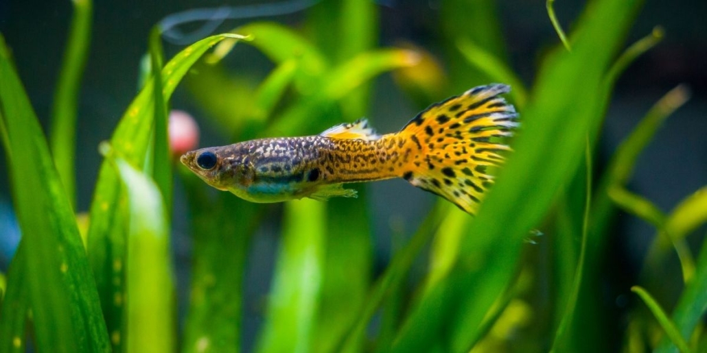 Pești Guppy – sfaturi de îngrijire - Biotur