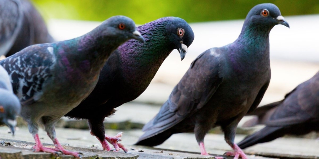 Produse porumbei – cumpără de la Biotur mâncarea și accesoriile ...