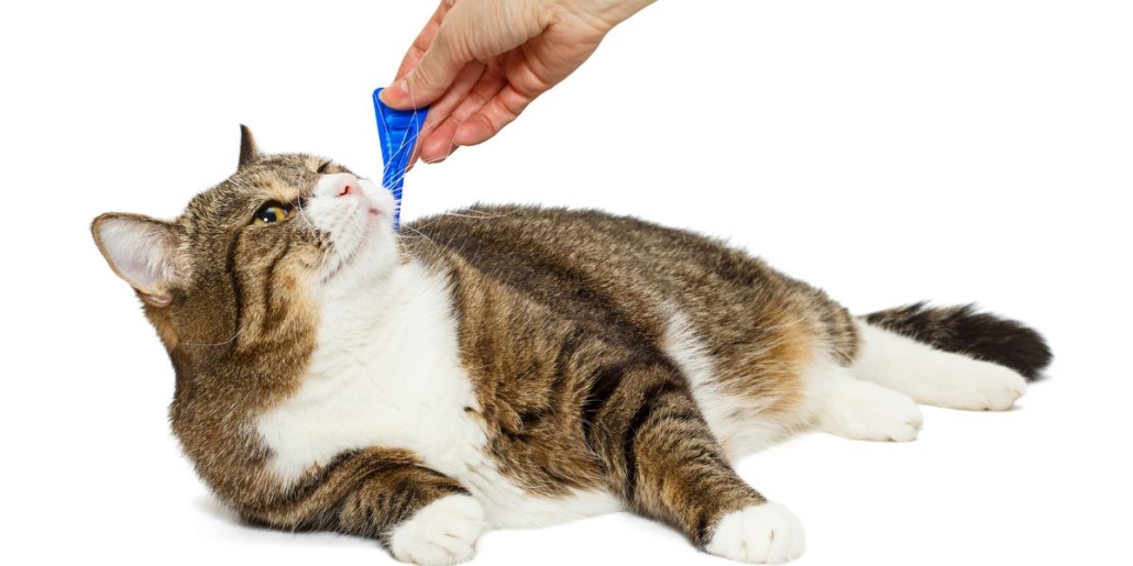 Purici pisici – cele mai bune metode de combatere de la Biotur - Biotur