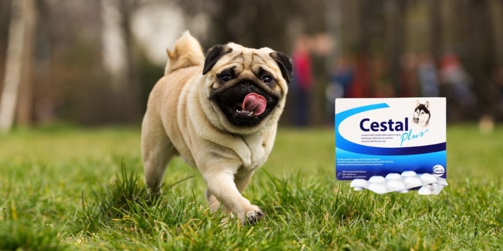 Cestal Plus - antiparazitar intern pentru câini - Biotur