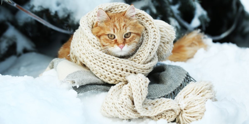 Tips for caring for cats in winter: how to ensure the comfort of ...